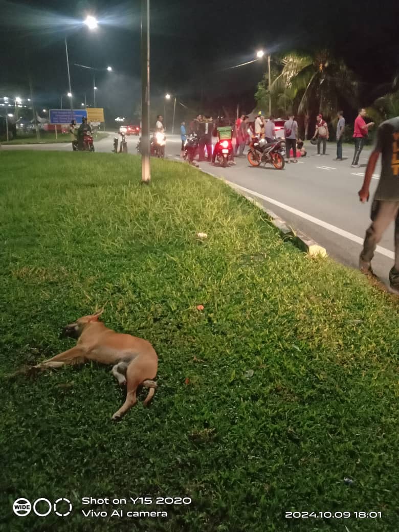 Bila orang kena gigit anjing, di mana NGO pencinta haiwan? – Negeri Kita