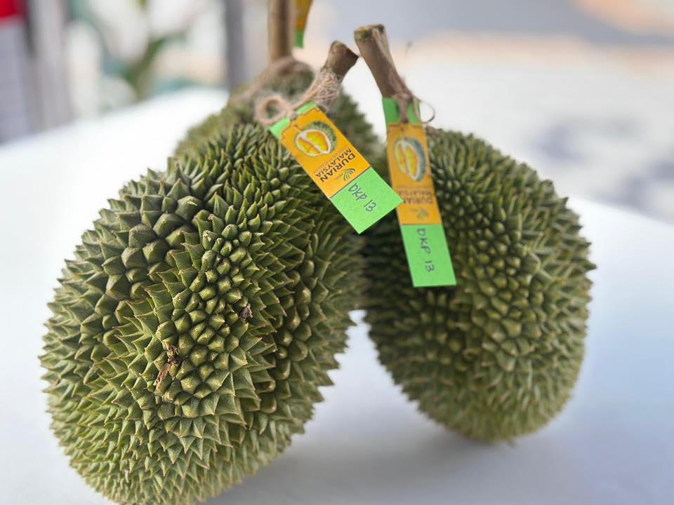 Standard Durian Kampung Premium perkasa kualiti dan pasaran tempatan ...